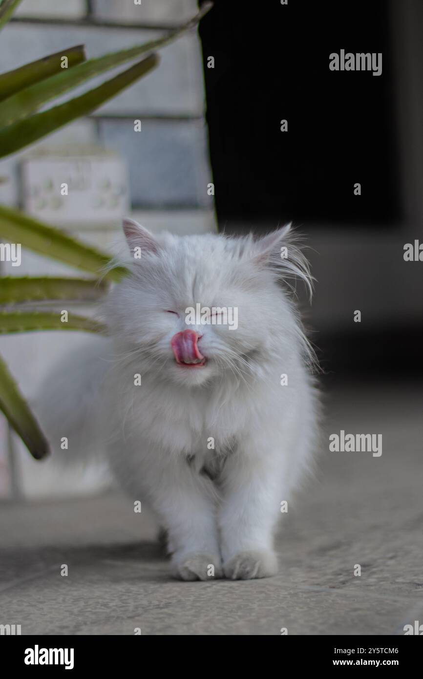 Majestic fluffy persian cat hi-res stock photography and images - Alamy