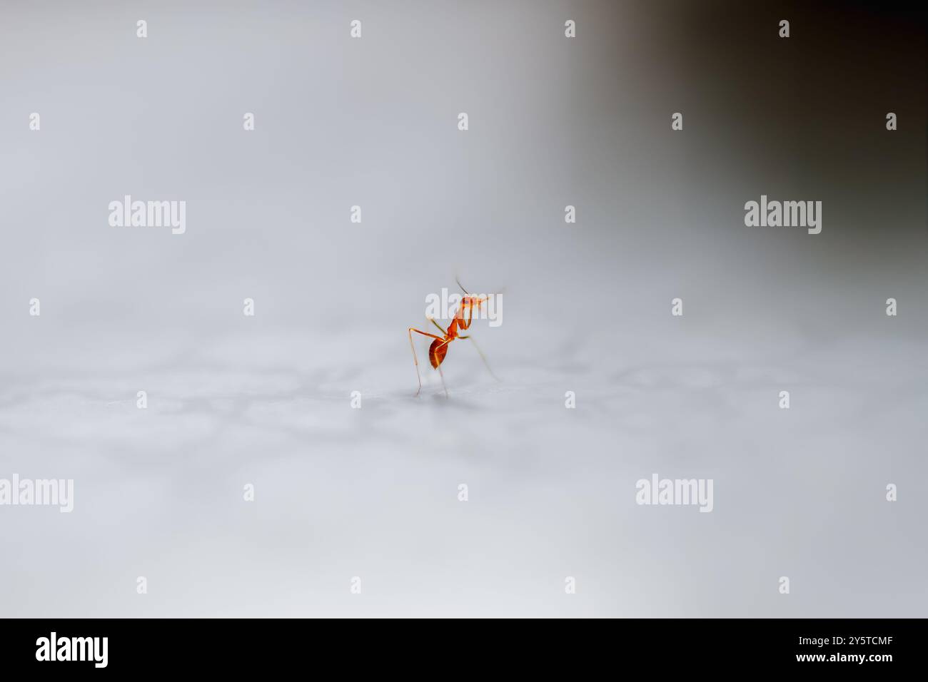 A single red ant is captured in a moment of action on a plain white ...