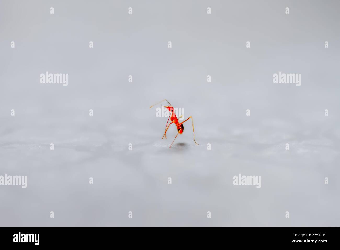 A single red ant is captured in a moment of action on a plain white ...