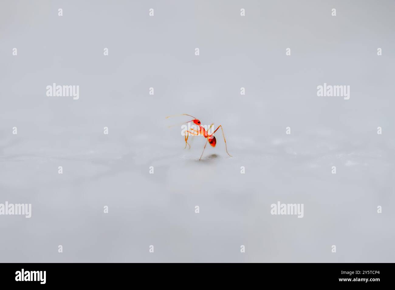 A single red ant is captured in a moment of action on a plain white ...