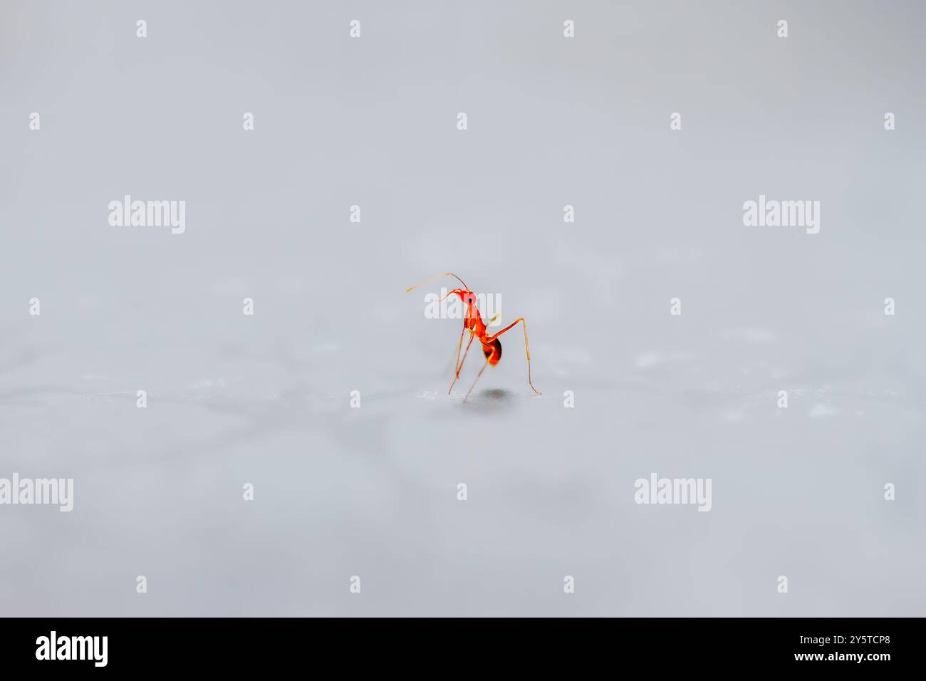 A single red ant is captured in a moment of action on a plain white ...