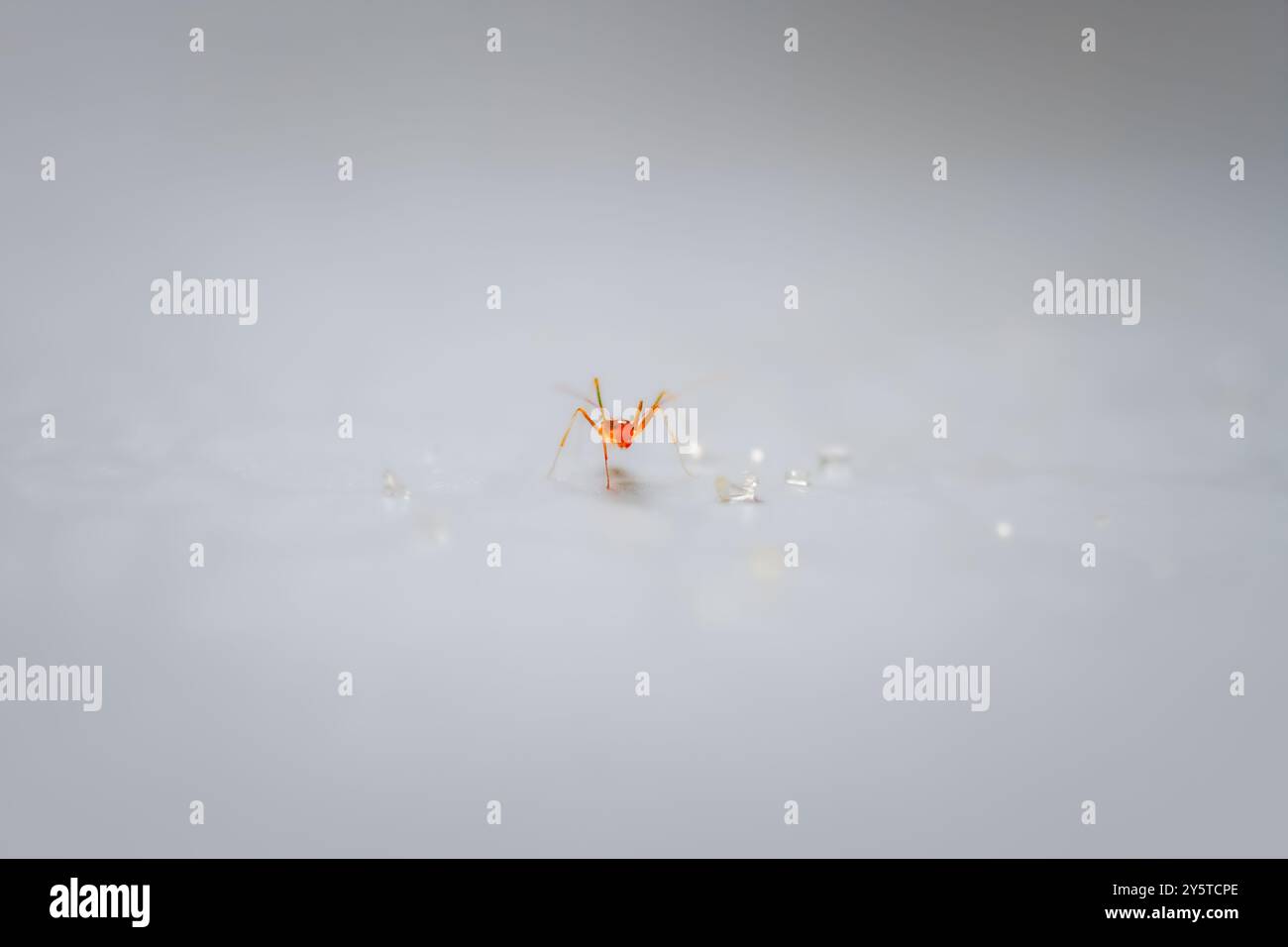A single red ant is captured in a moment of action on a plain white ...