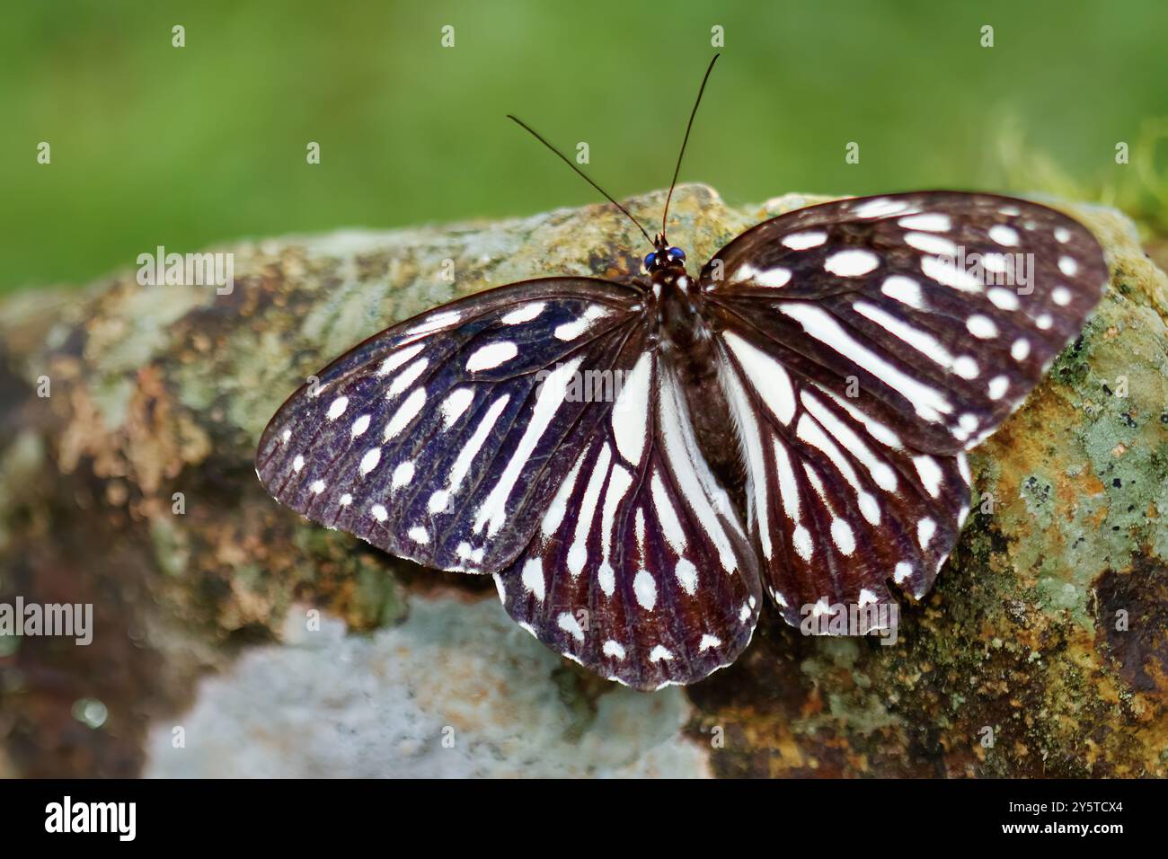 A stunning Taiwanese Tiger Butterfly, Penthema formosanum, is perched ...