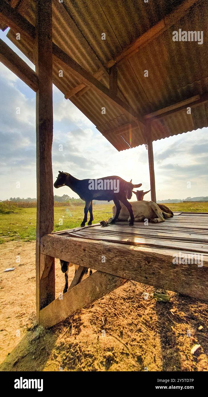 a goat in the rice field. Goats take shelter in rice field huts with ...
