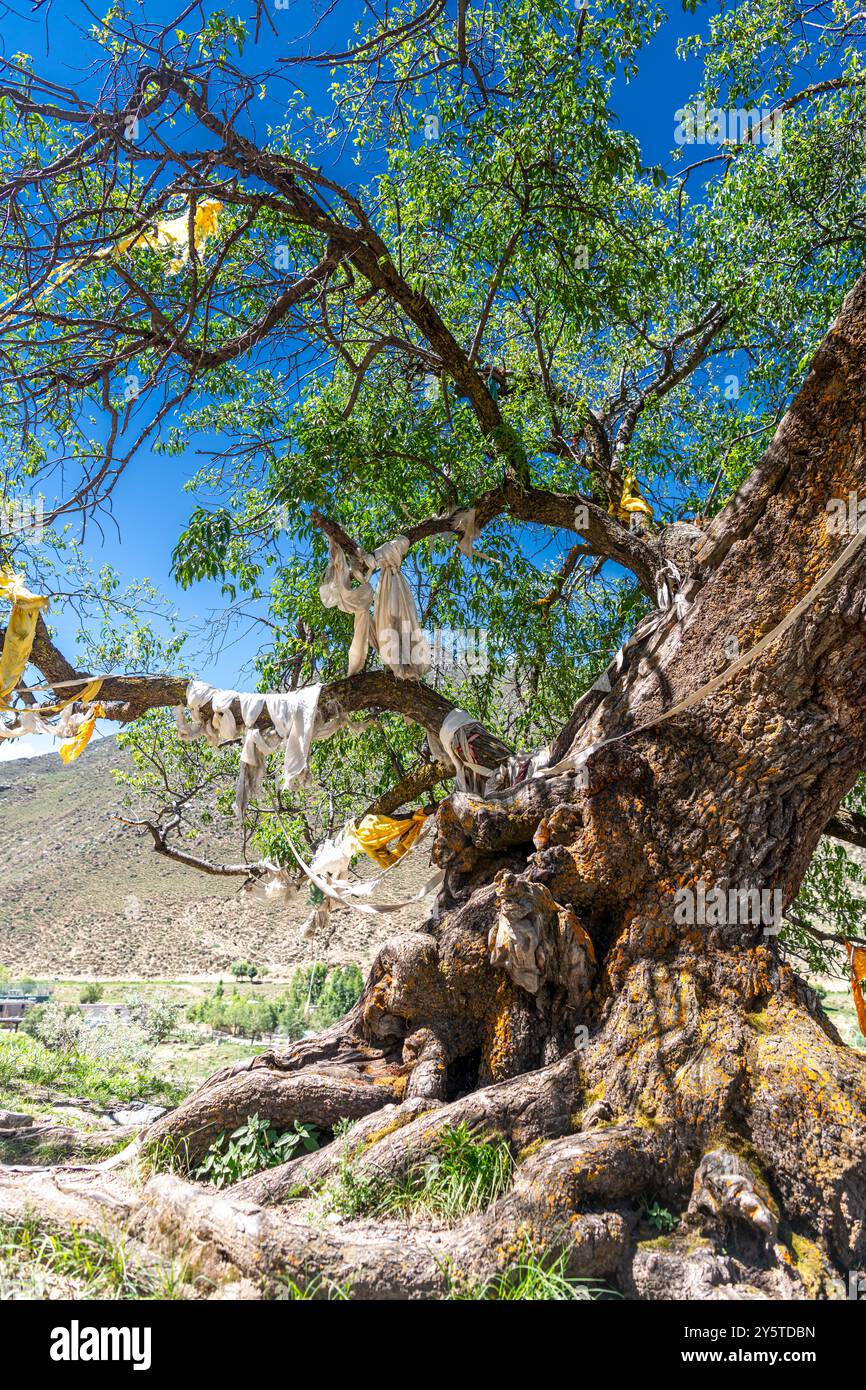 The sacred tree at Dadong village near Lhasa, Tibet. Blue sky with copy ...