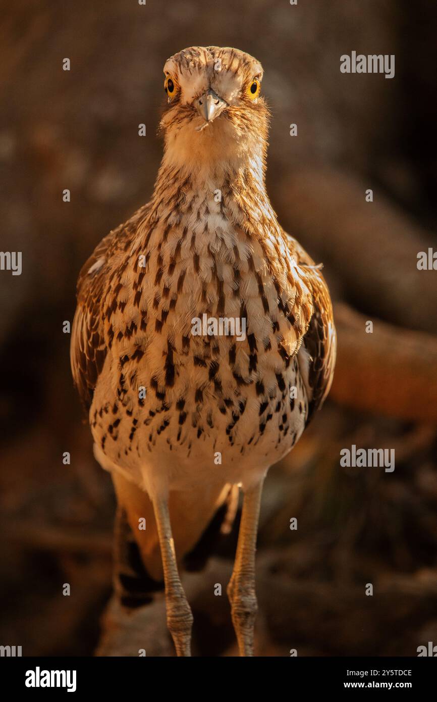 The bush stone-curlew or bush thick-knee is a large, ground-dwelling ...