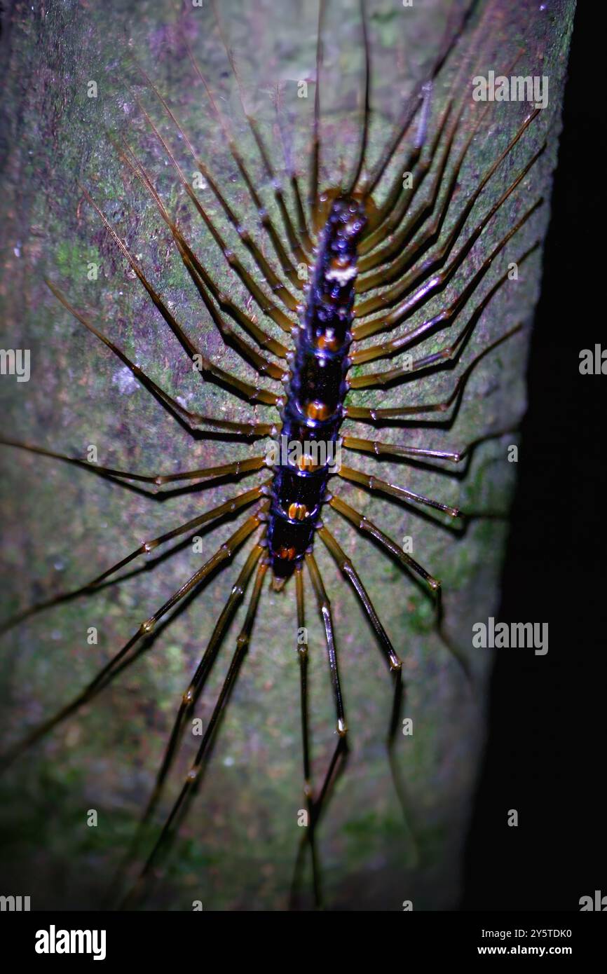 A close-up of a house centipede crawling on a fern leaf. The centipede ...