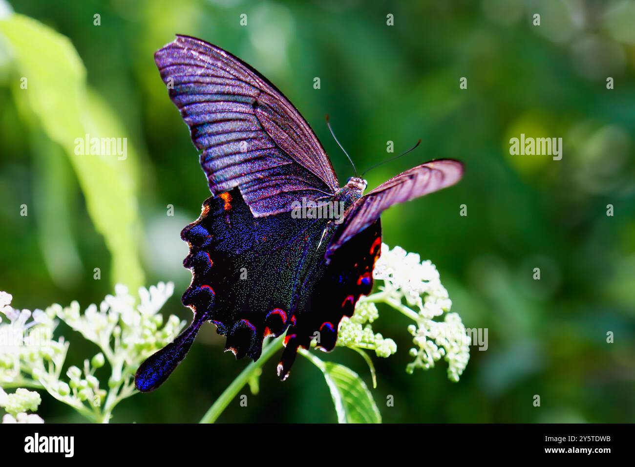 Chinese Peacock Butterfly Papilio Paris Tamil Peacock Butterfly