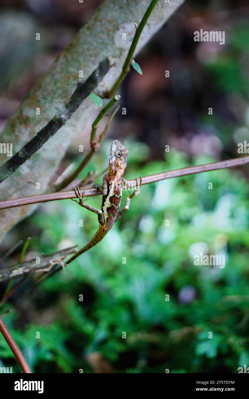 A vibrant Yellow-Lipped Lizard (Japalura polygonata) is captured ...