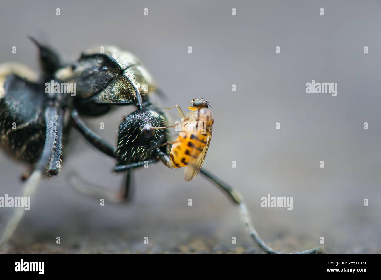 A minuscule fly is perched on the head of a much larger black ant. The ...