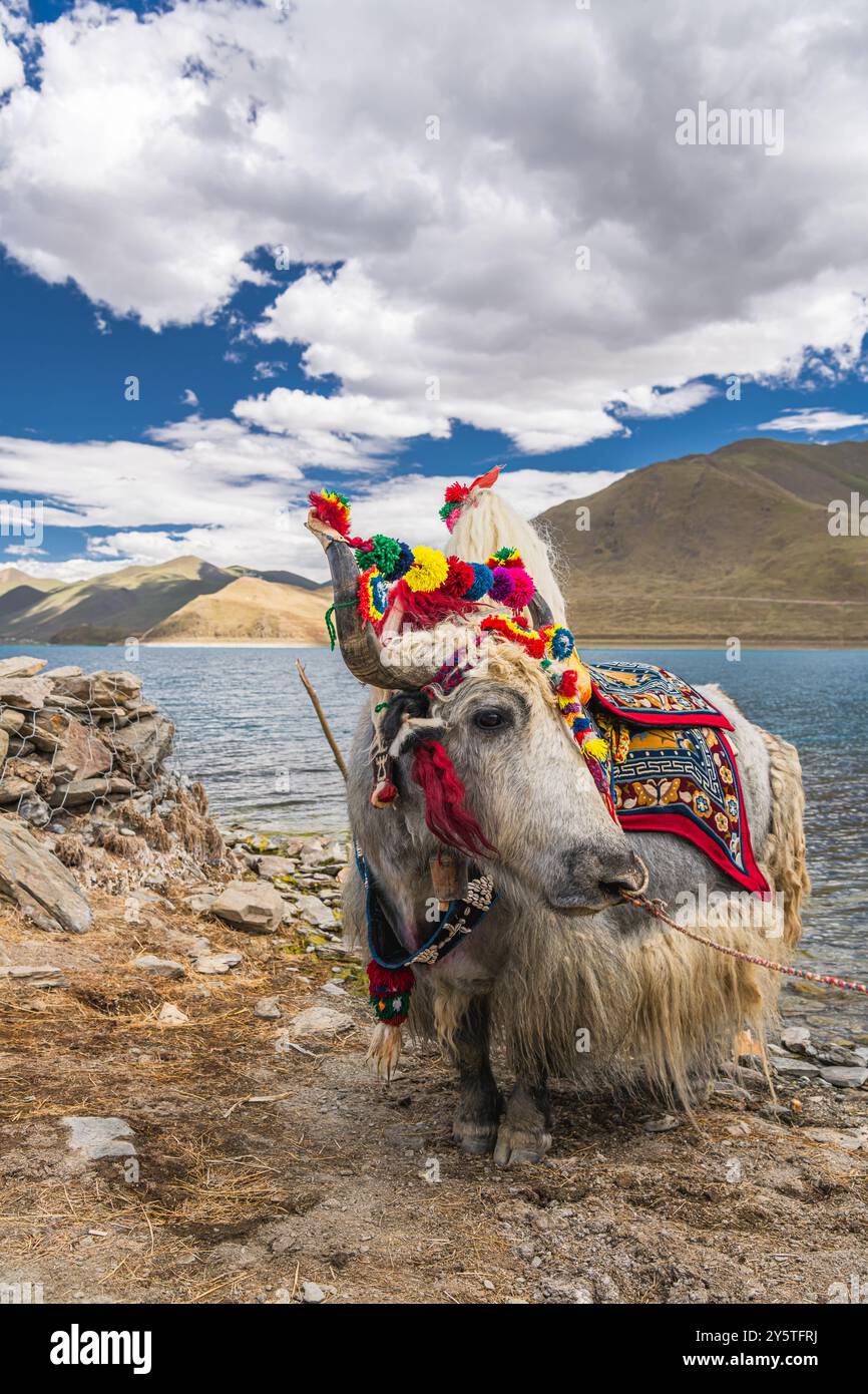 Decorated white tibetan yak at the Yamdrok lake in Tibet, China Stock Photo - Alamy