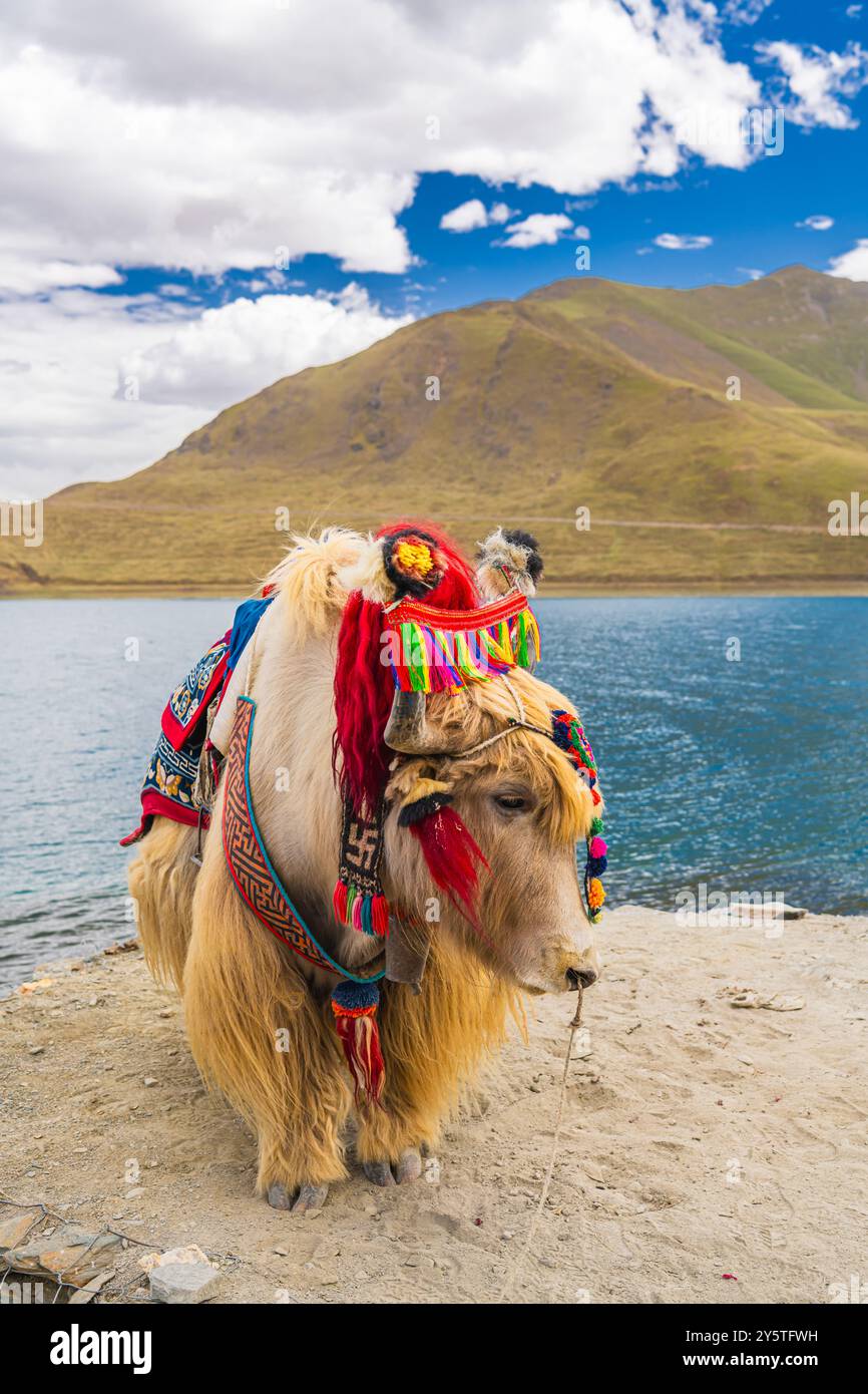 Decorated white tibetan yak at the Yamdrok lake in Tibet, China Stock Photo - Alamy