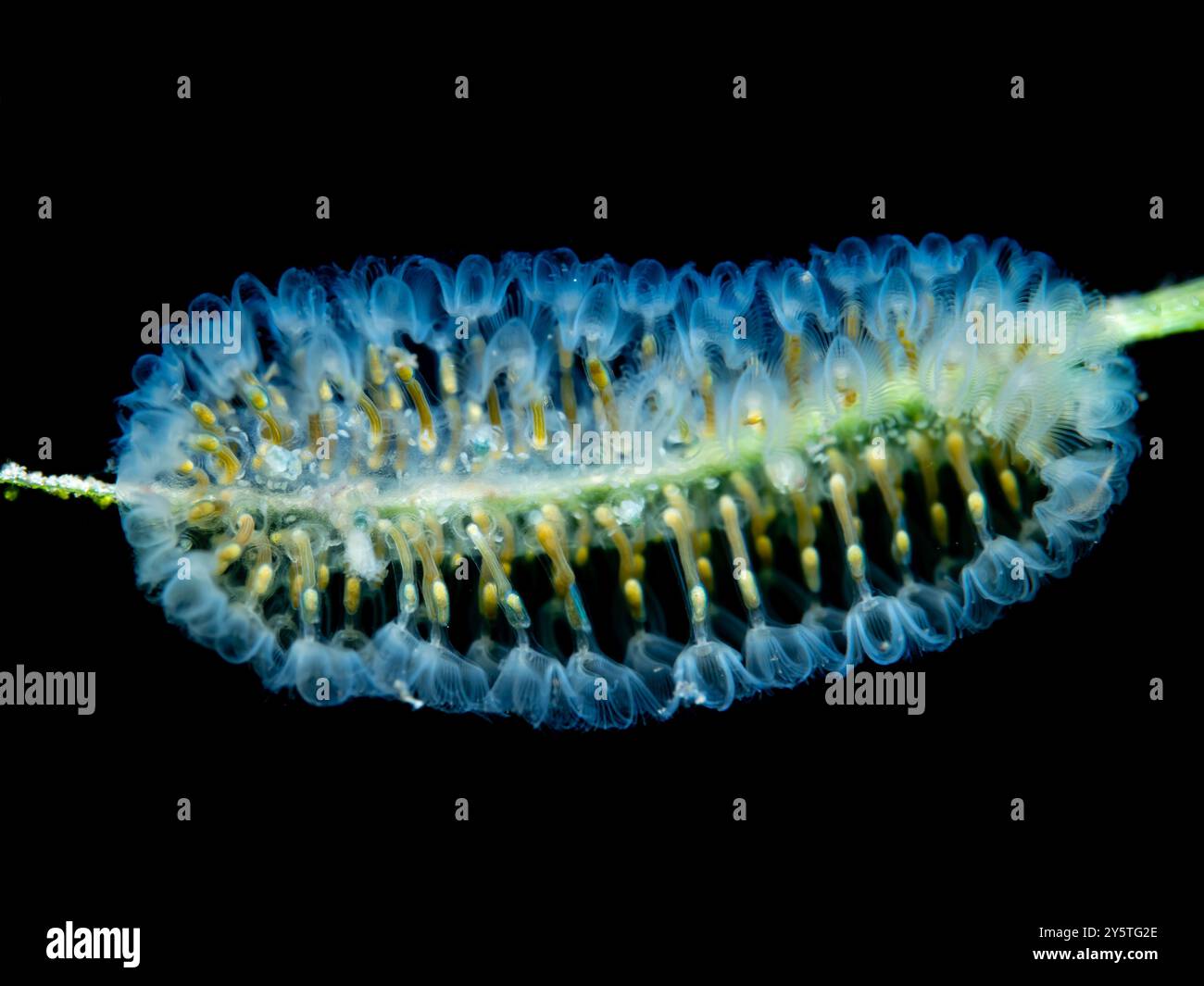 Moostierchen, Phylactolaemata, Plumatellida, Moostierchen Kolonie, NRW ...