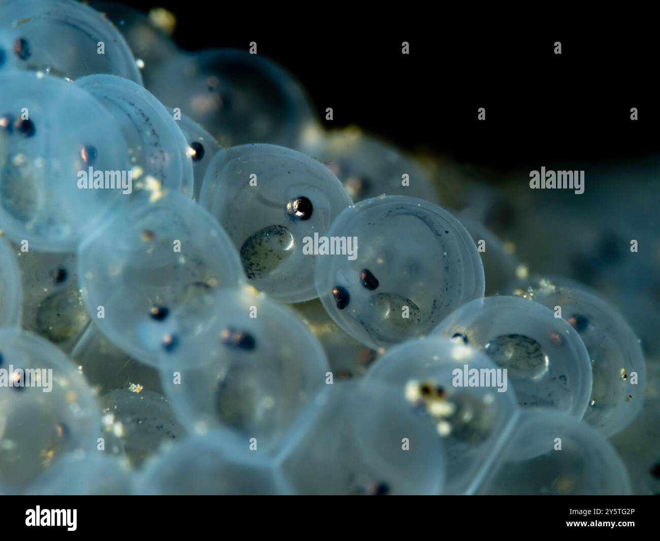 Fischlaich, Laich, Barschlaich, spawn, Makroaufnahme, NRW, Deutschland ...