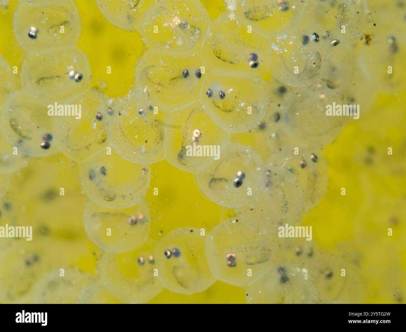 Fischlaich, Laich, Barschlaich, spawn, Makroaufnahme, NRW, Deutschland ...