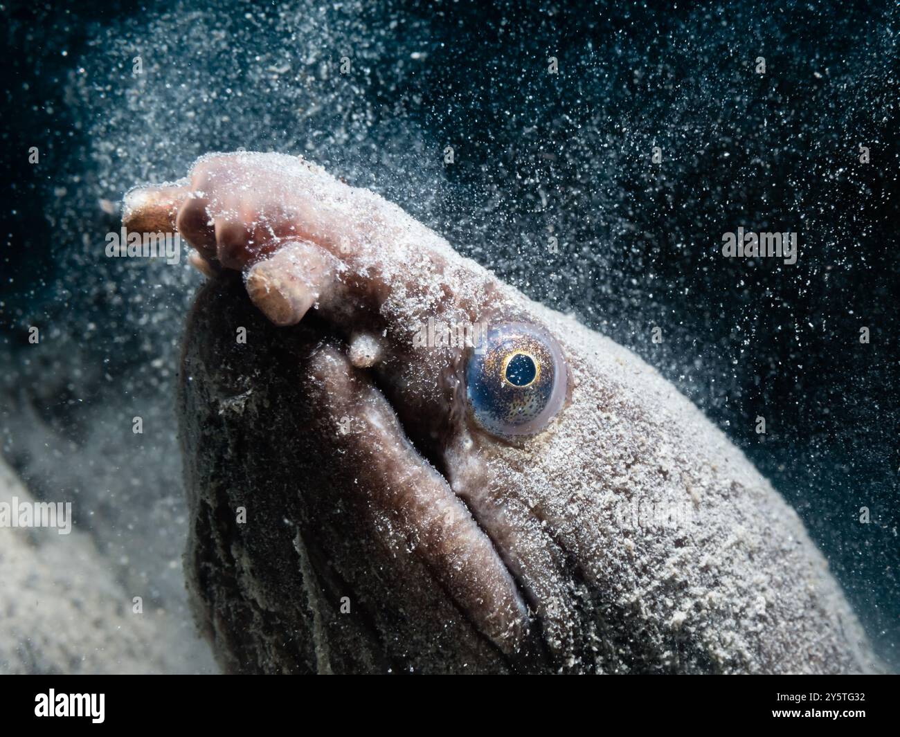 Sand-Schlangenaal eingegraben im Boden, Sand snake eel buried in the ...