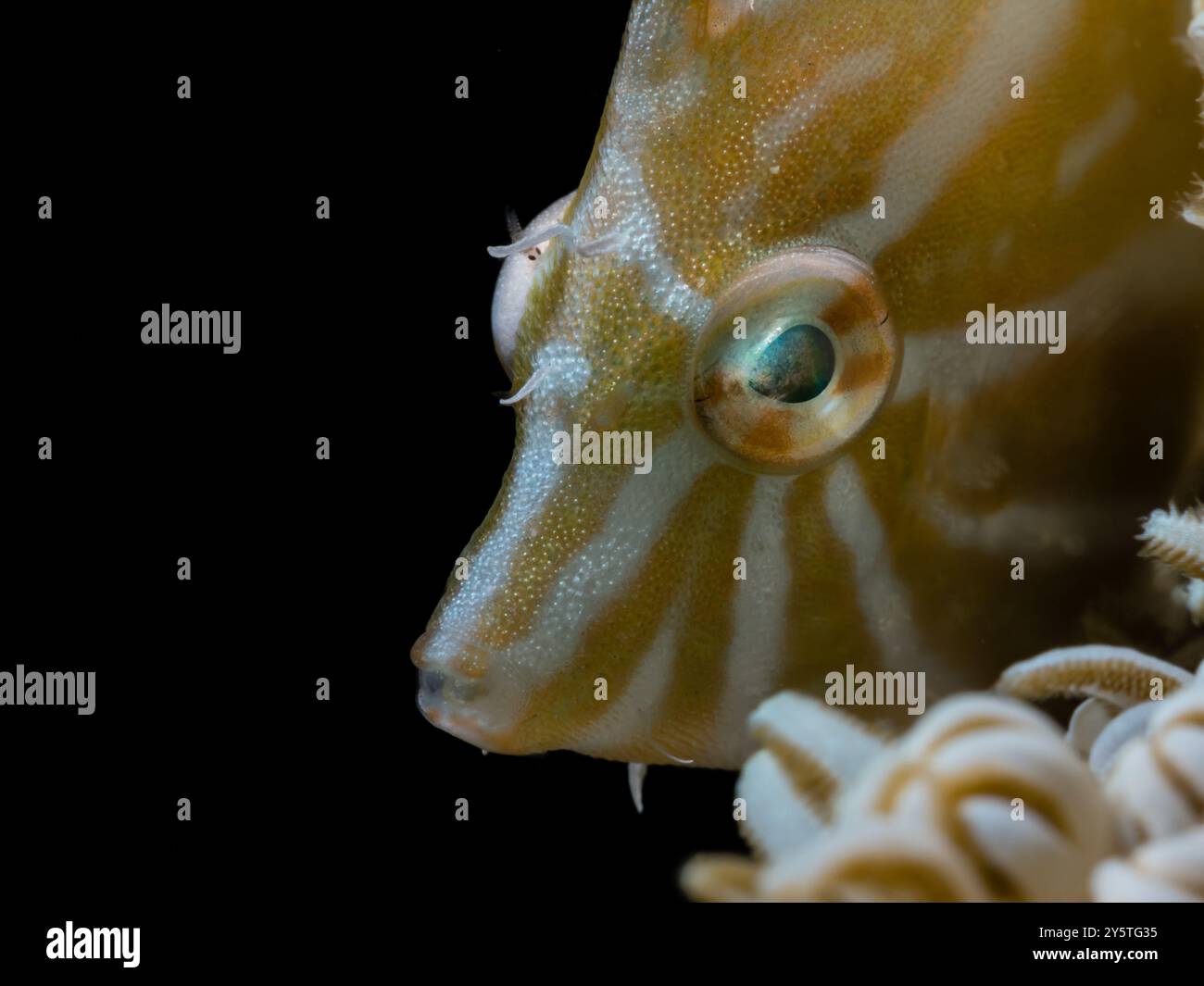 Radial Feilenfisch , Acreichthys radiatus, Radiated Filefish , Romblon ...