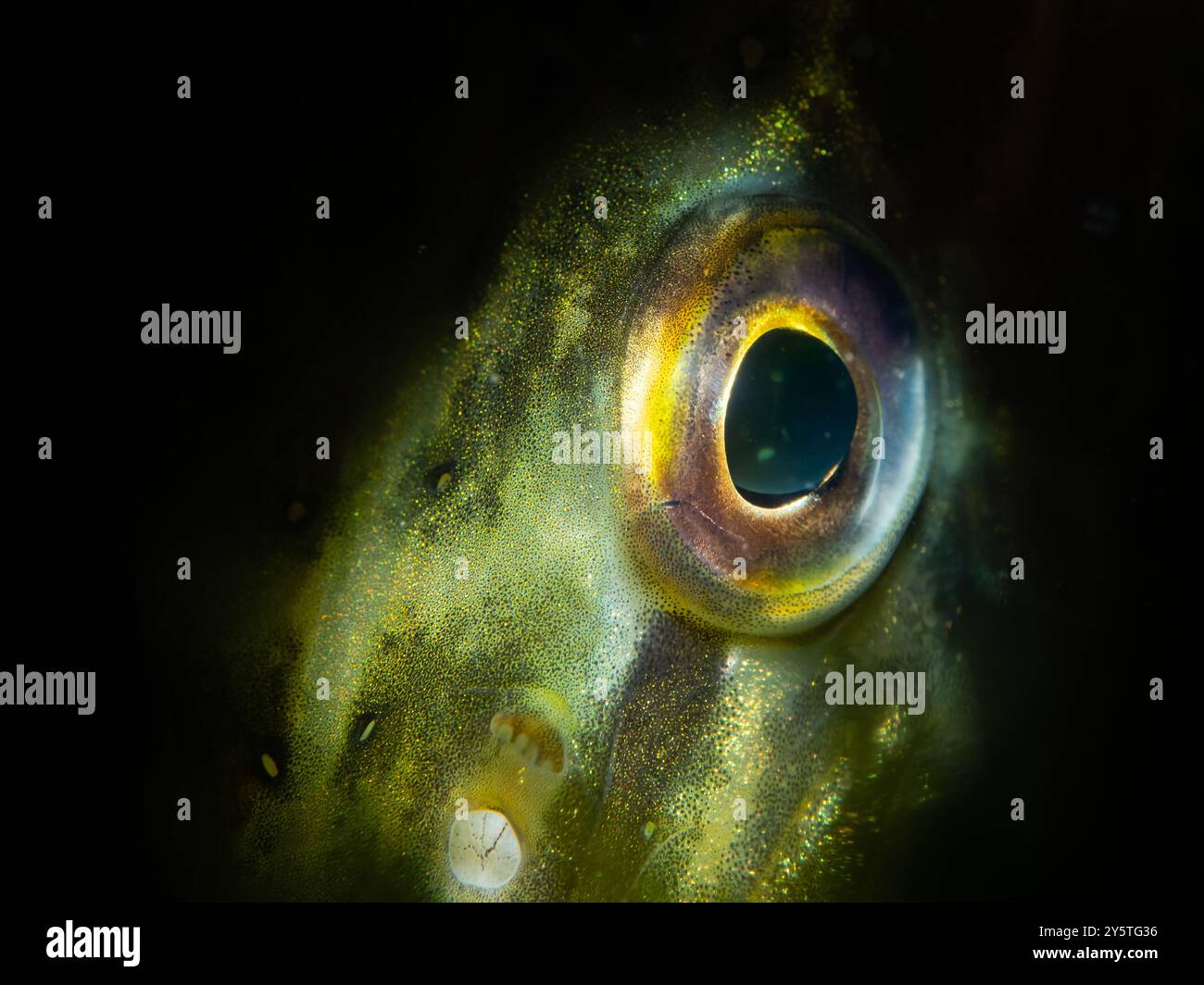 Nasengrube hi-res stock photography and images - Alamy