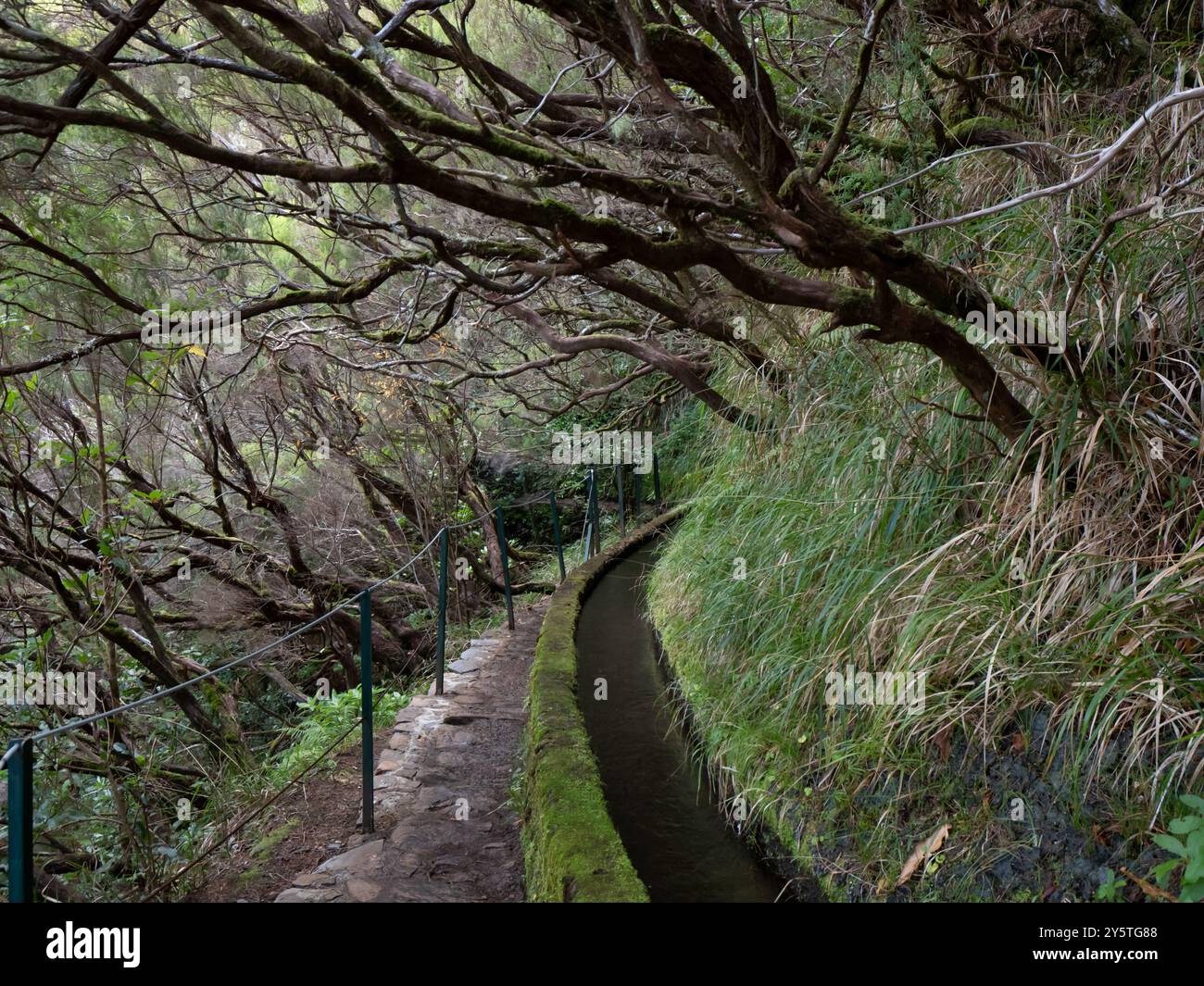 Levada Wanderung, Madeira, Portugal Stock Photo - Alamy