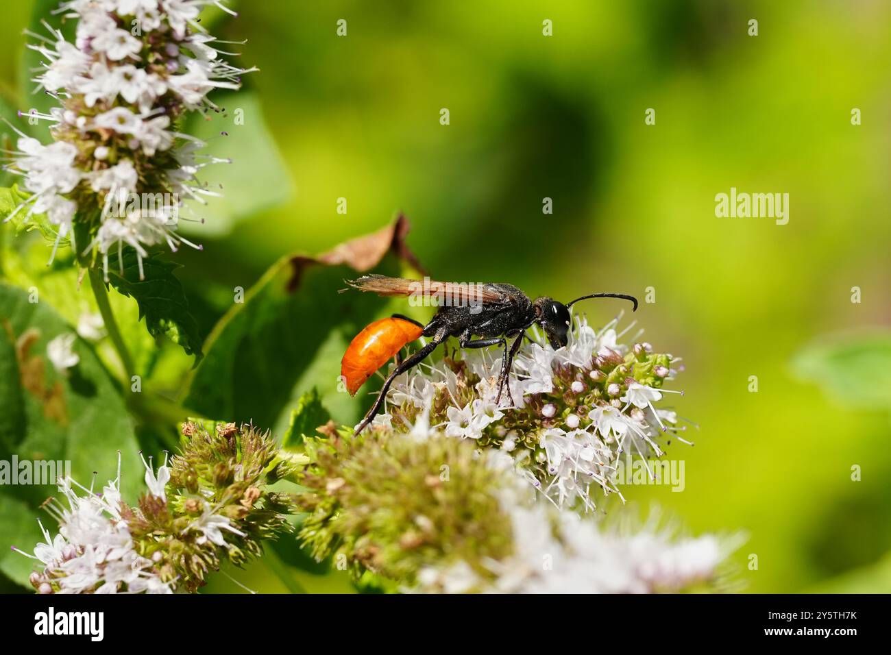 Female thread-waisted wasp (Sphex lucae) sipping spearmint nectar Stock ...