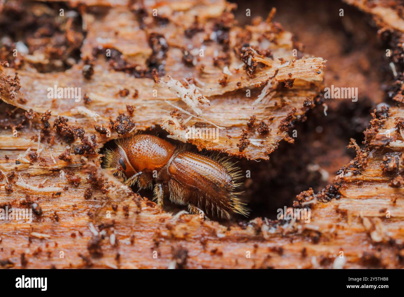 The European spruce bark beetle Ips typographus on spruce tree Stock ...
