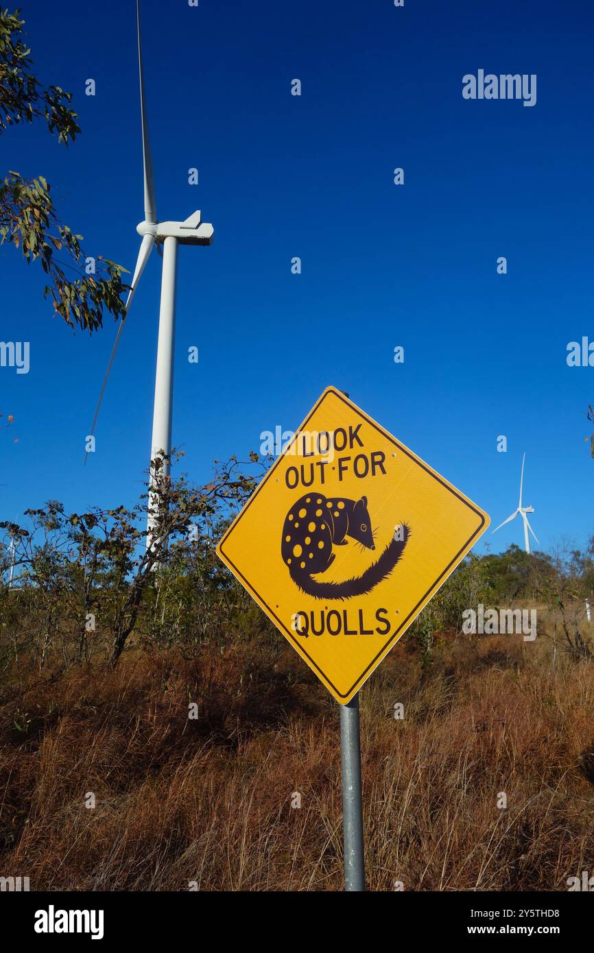 Northern quolls hi-res stock photography and images - Alamy