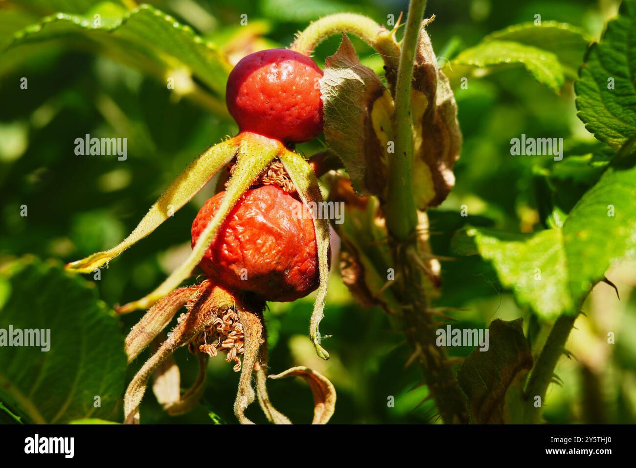 Rosehep hi-res stock photography and images - Alamy