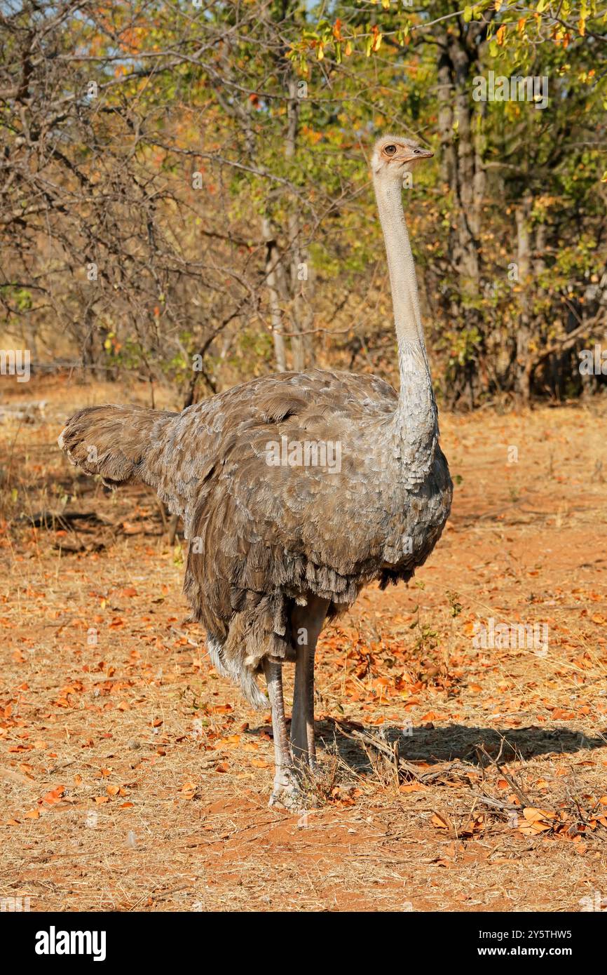 A female ostrich (Struthio camelus) in natural habitat, South Africa ...
