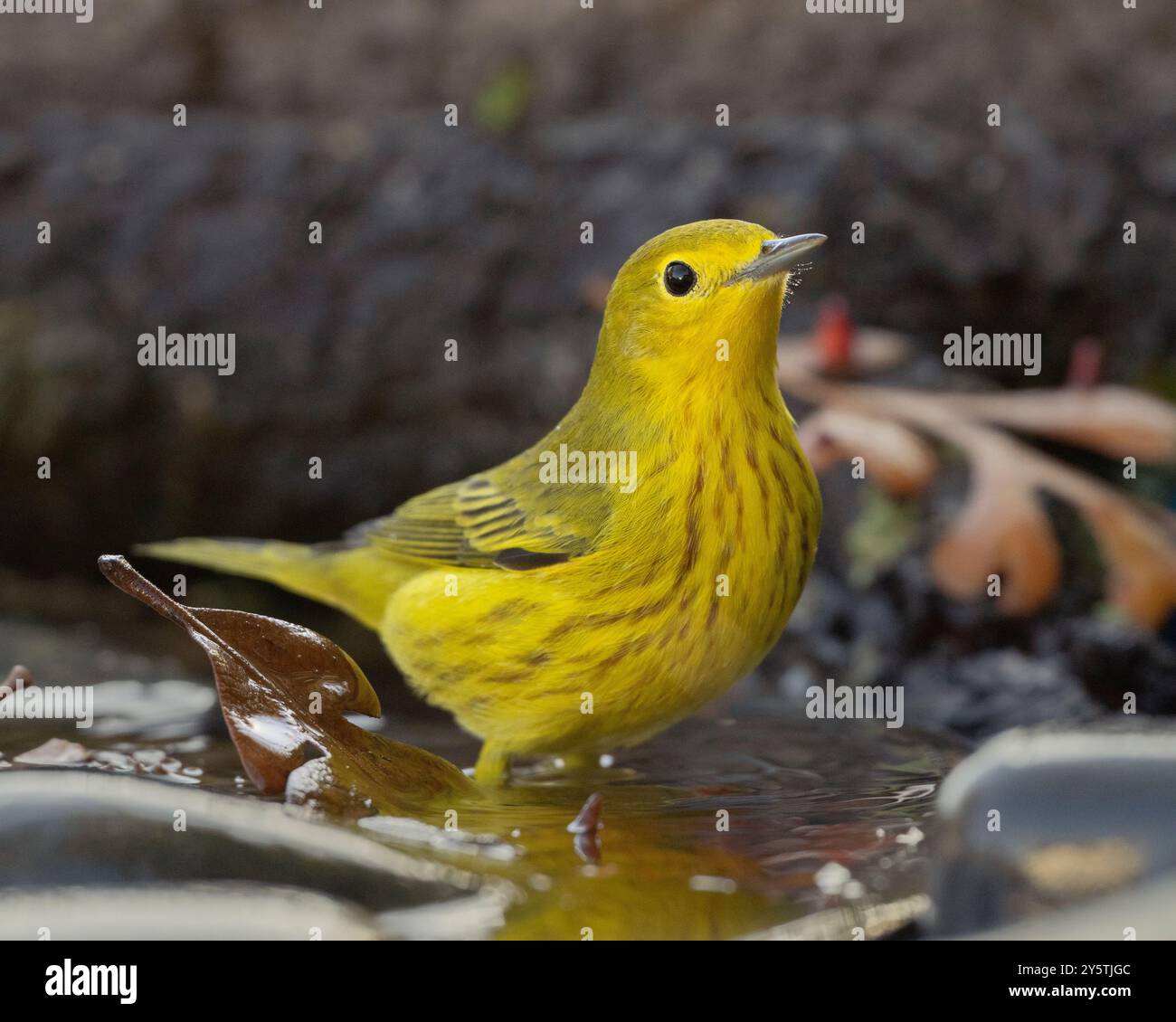 Northern Yellow Warbler (Setophaga aestiva) bathes in a backyard bird ...