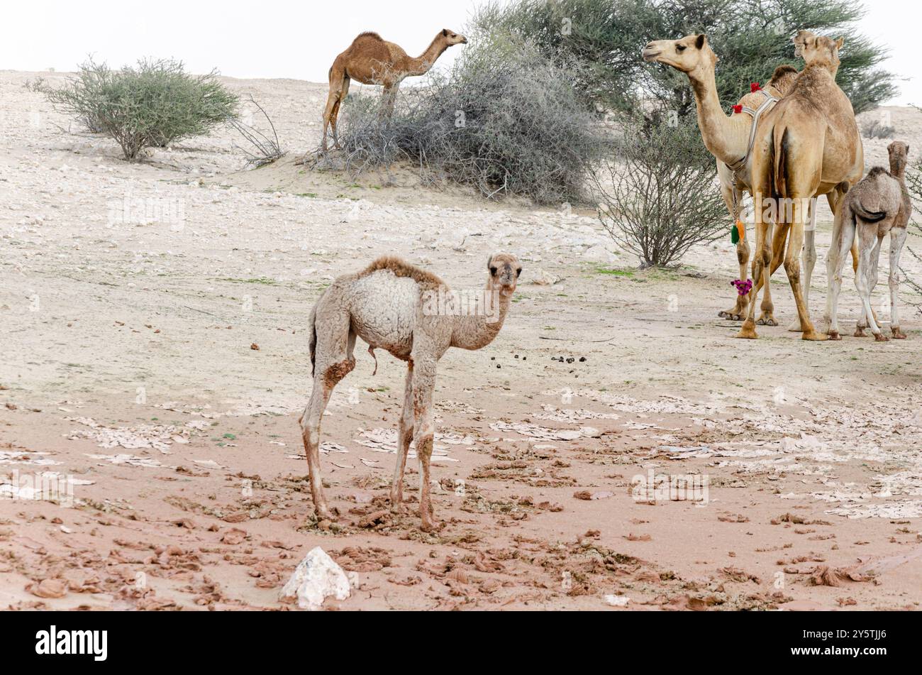 Young camel calf in the desert Stock Photo - Alamy