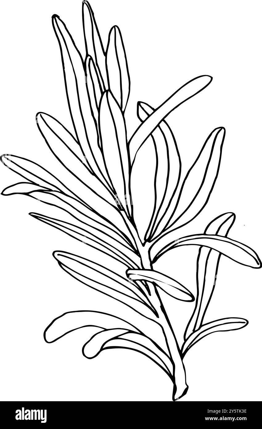 Sketch ink drawing of rosemary branch. Hand drawn floral silhouette ...