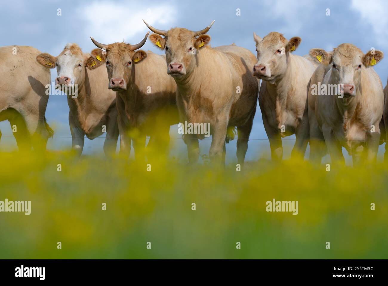 Cow on on summer alps meadow. Cows farm nature. Cattle eating grass ...
