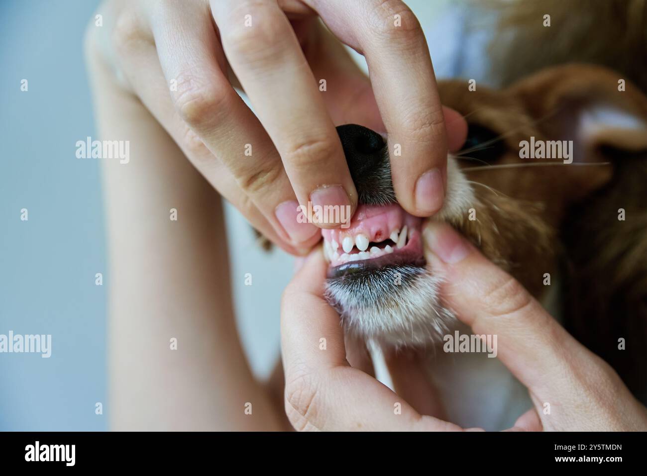 Veterinarian examining loose baby tooth of dog during medical checkup ...