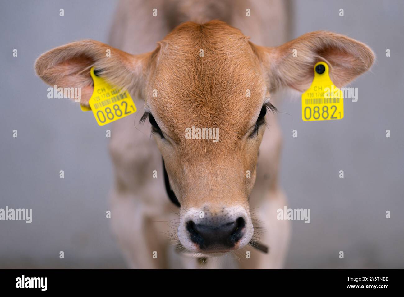 The calf. Cattle calf in the grass field. Calf portrait close up. Cute ...