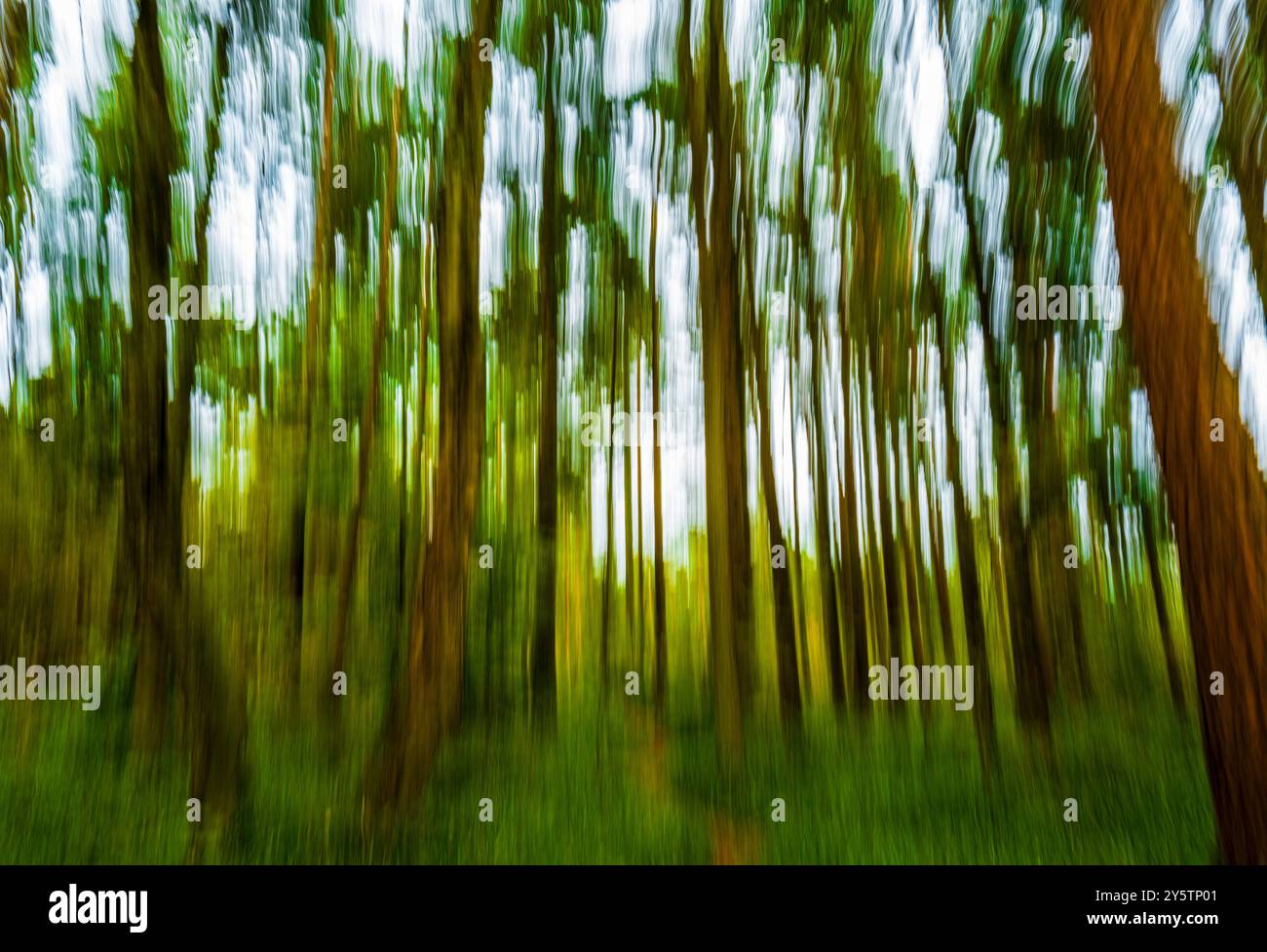 Intentional camera movement in a woodland Stock Photo - Alamy