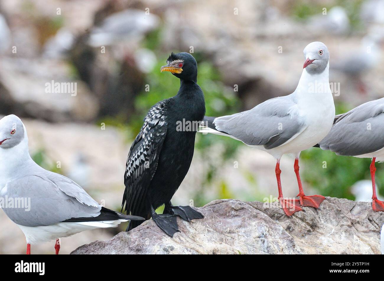 GREY-HEADED GULL - Larus cirrocephalus and a Lesser cormorant at ...