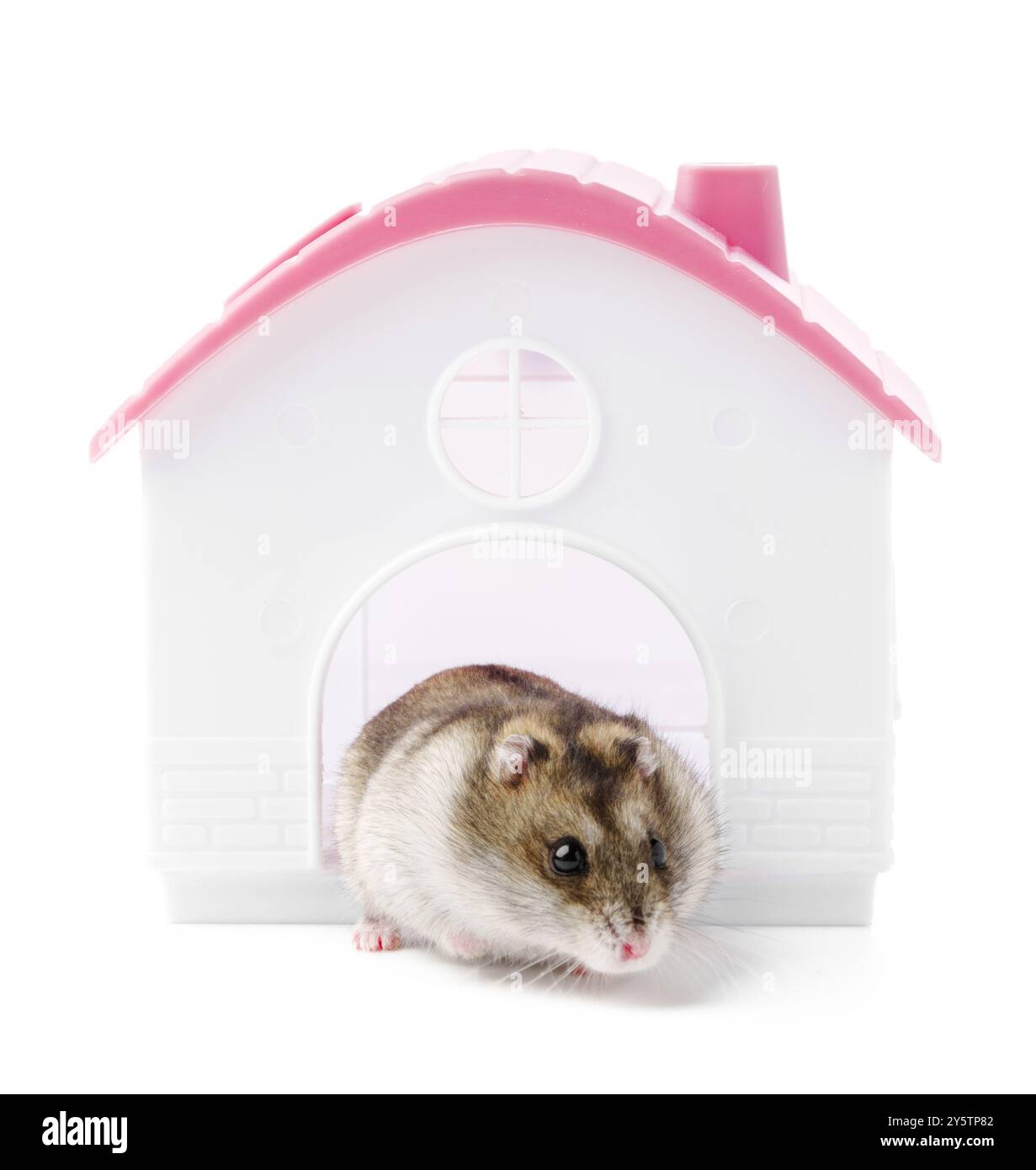 A small hamster peeking out from its cozy pink and white house Stock ...