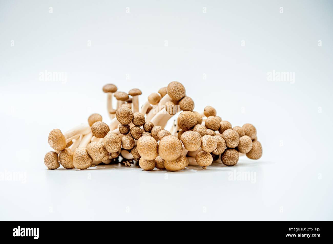 Group shimeji mushrooms isolated hi-res stock photography and images ...