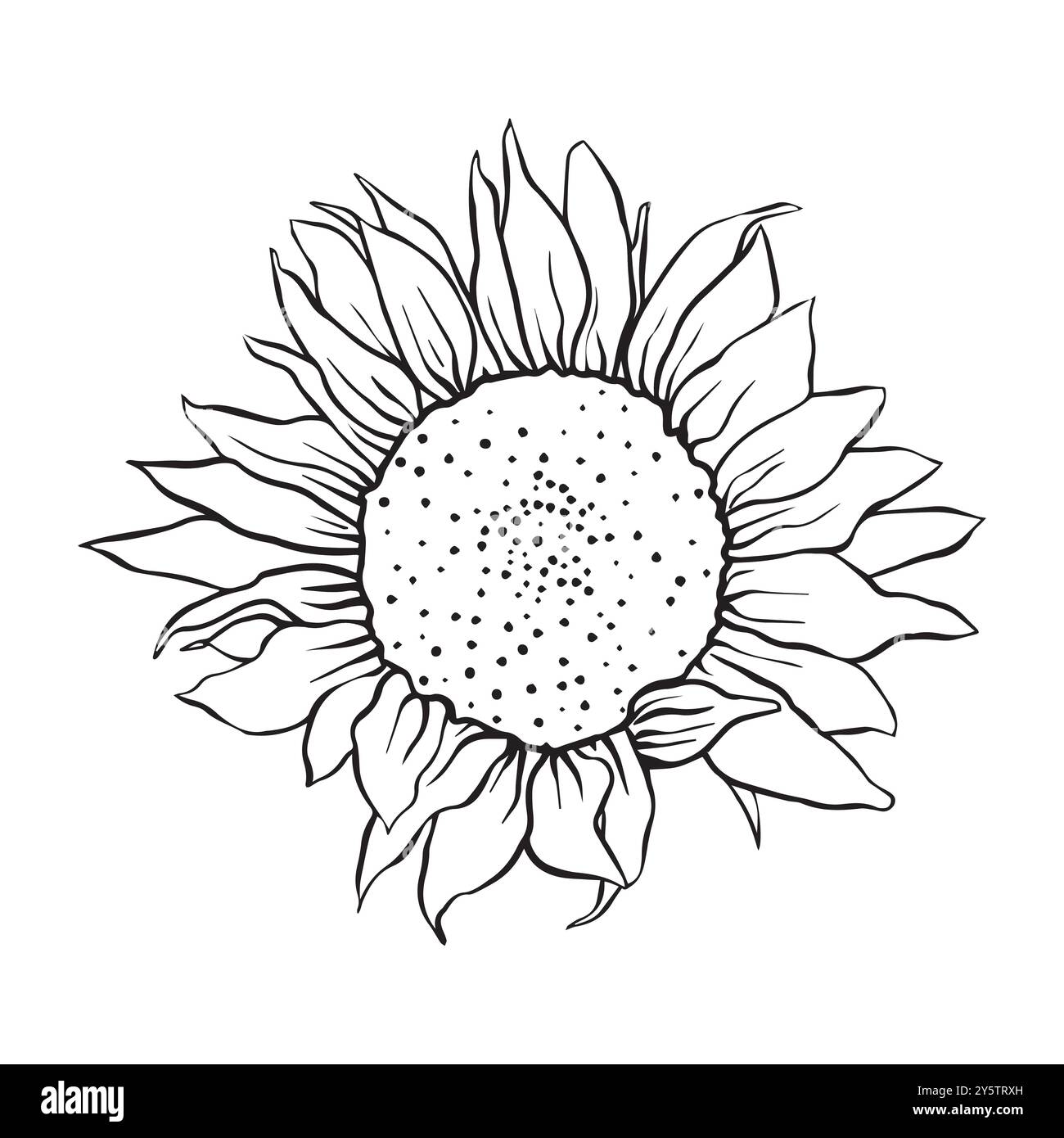 big beautiful sunflower in full bloom. illustration of a sun flower ...