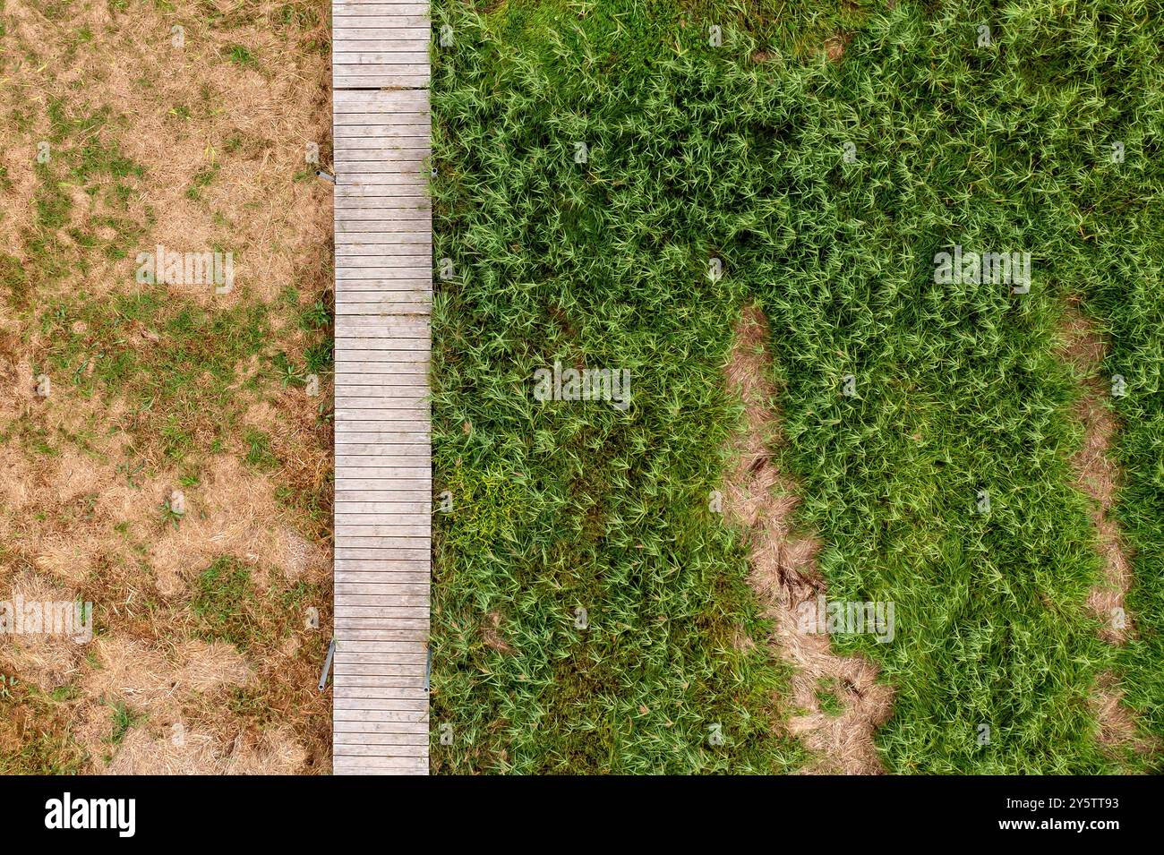Pathway between dry soil and lush grass illustrating contrasting ...