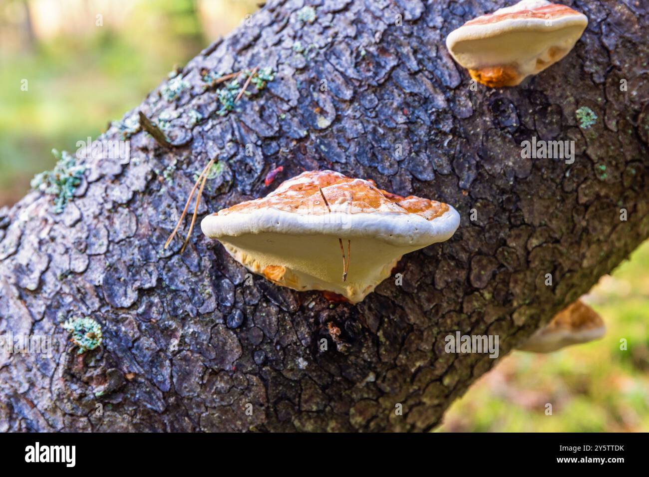 Red-belted conks on a spruce tree trunk Stock Photo - Alamy