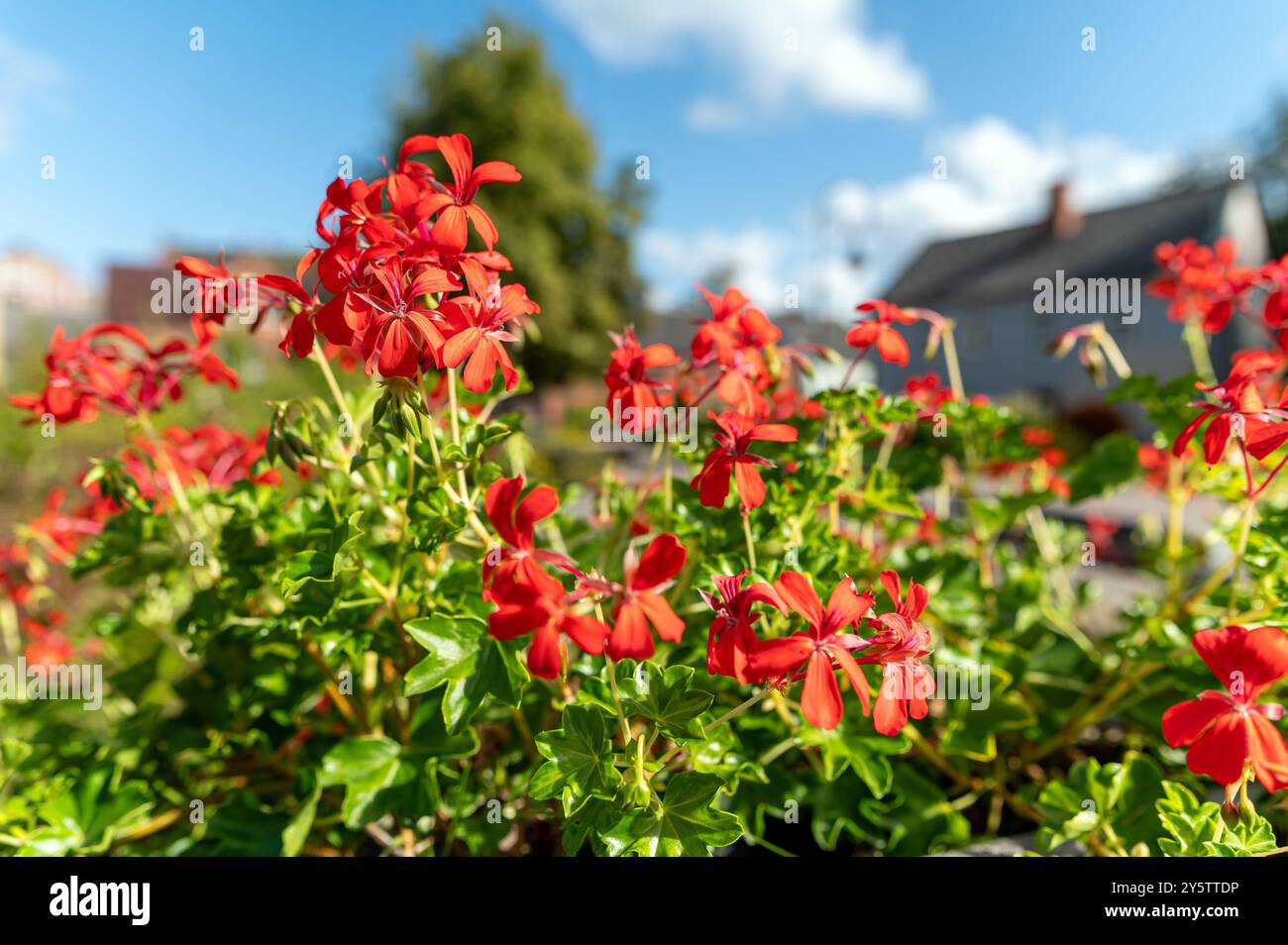 Red flowers flourish prominently in a garden with a bright blue sky ...