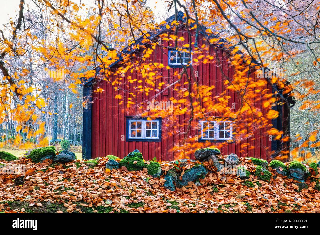 Autumn leaves on the branches by a red house Stock Photo - Alamy