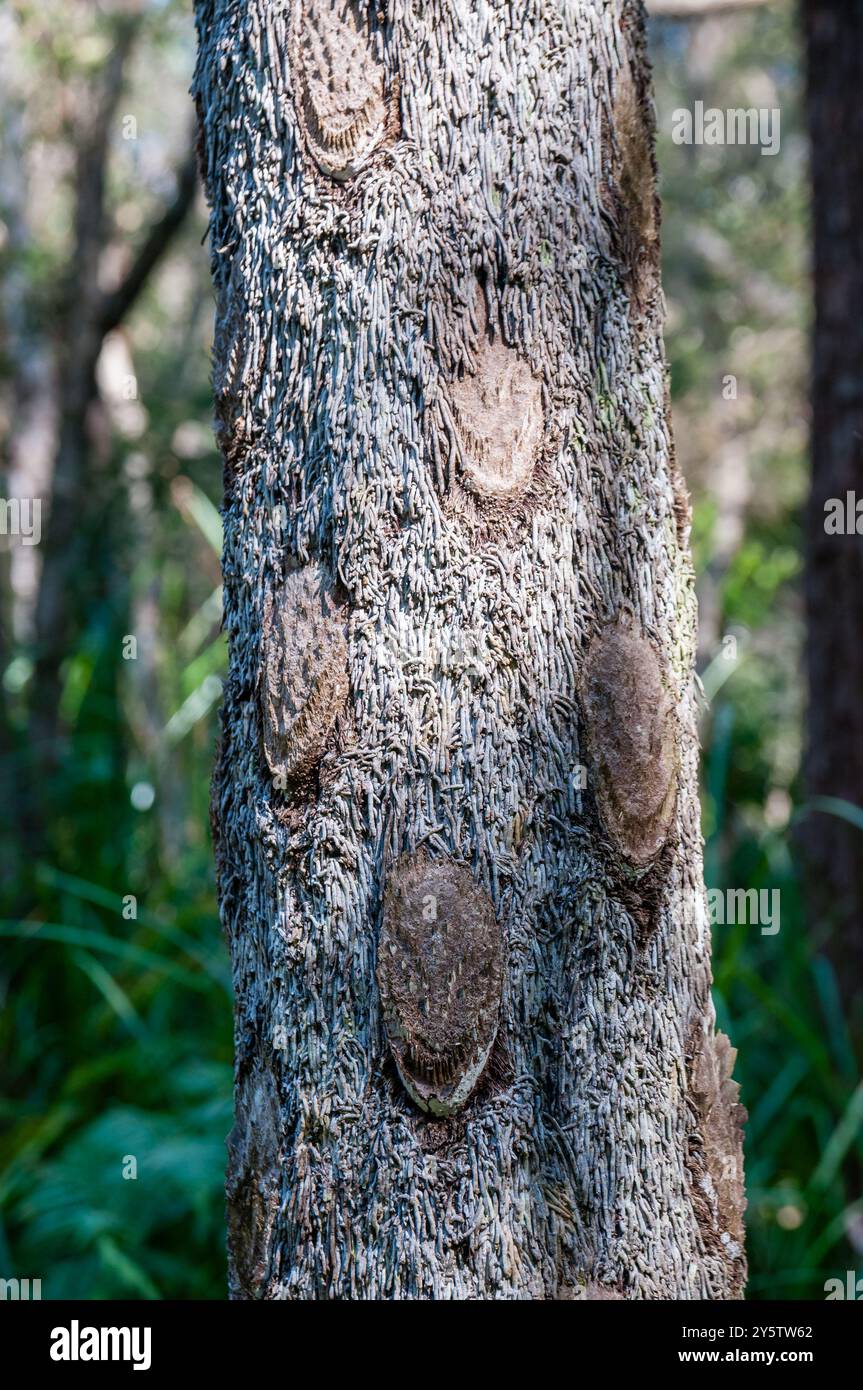 Tree bark texture, tree trunk, Booderee Botanic Gardens, NSW, Australia ...