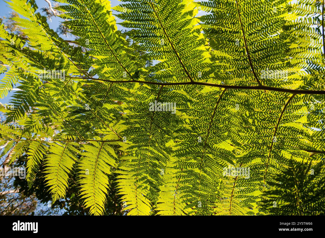 Cooper's tree fern, Cyathea cooperi, from below, Booderee Botanic ...
