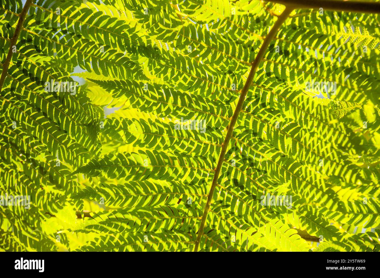Cooper's tree fern, Cyathea cooperi, from below, Booderee Botanic ...