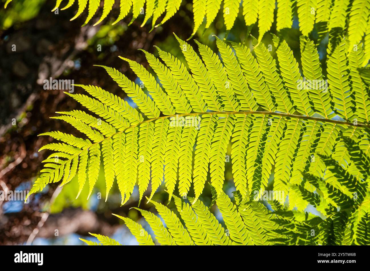 Cooper's tree fern, Cyathea cooperi, from below, Booderee Botanic ...