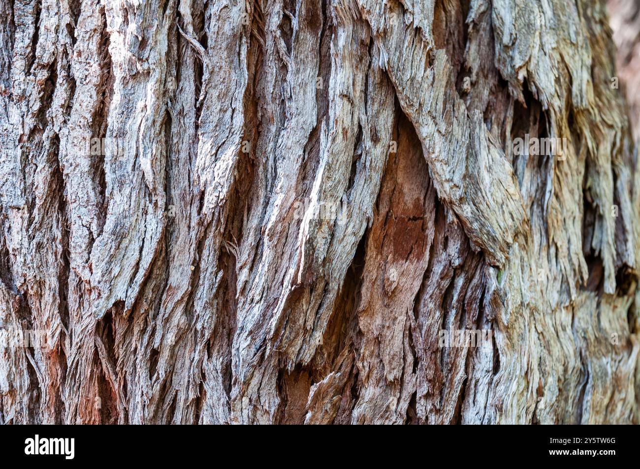 Tree bark texture, tree trunk, blackbutt, Eucalyptus pilularis ...