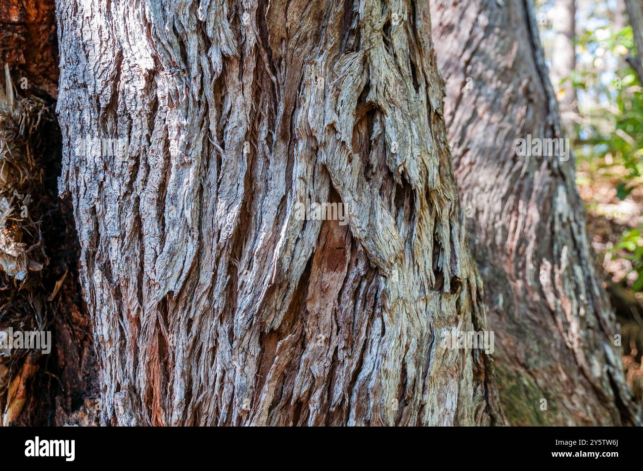 Tree bark texture, tree trunk, blackbutt, Eucalyptus pilularis ...