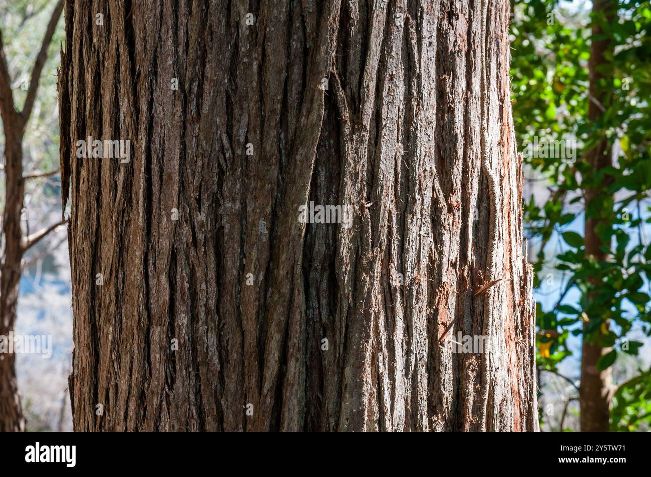 Tree bark texture, tree trunk, turpentine tree,, Syncarpia glomulifera ...